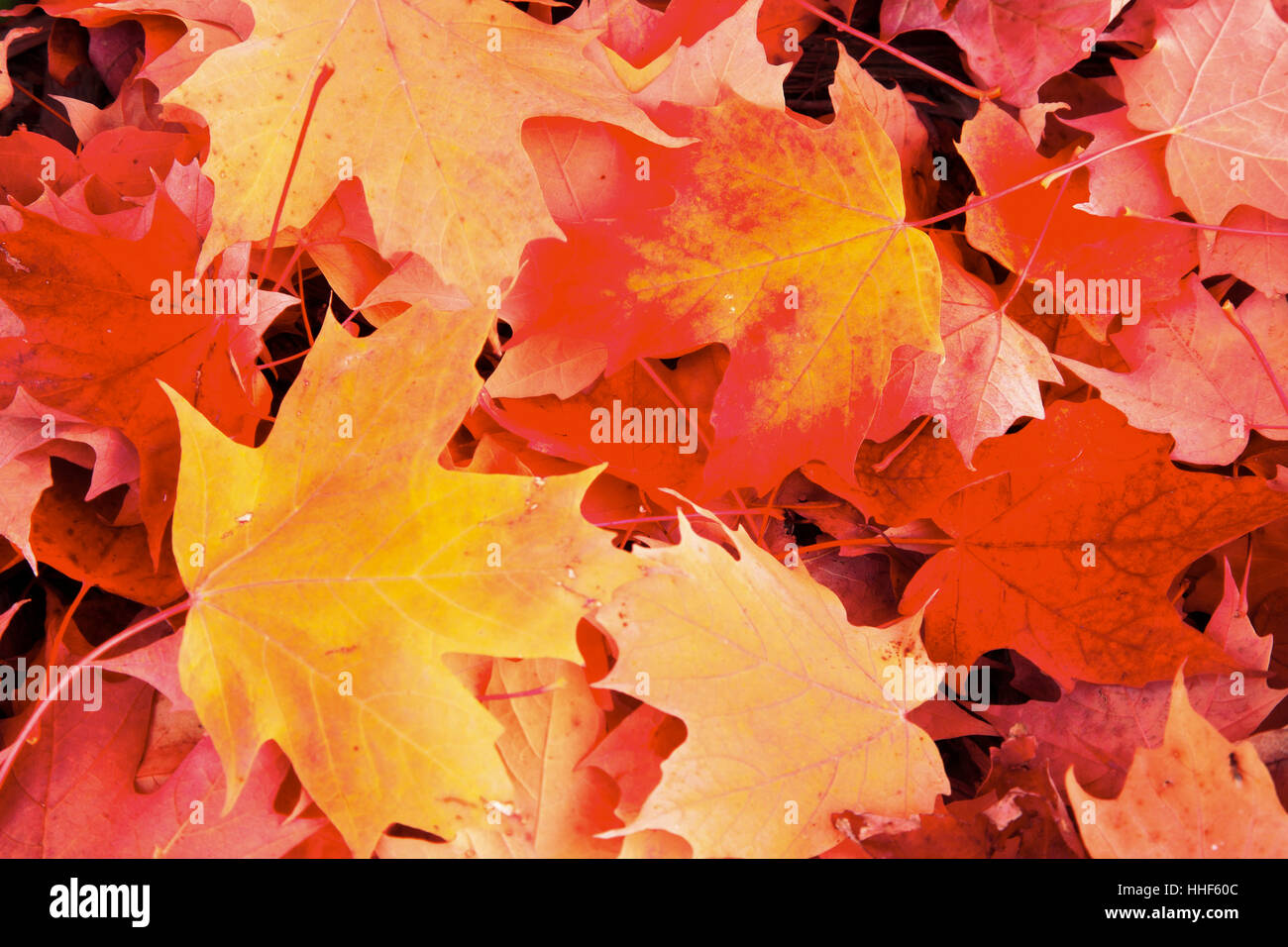 Serene natural pattern hi-res stock photography and images - Alamy
