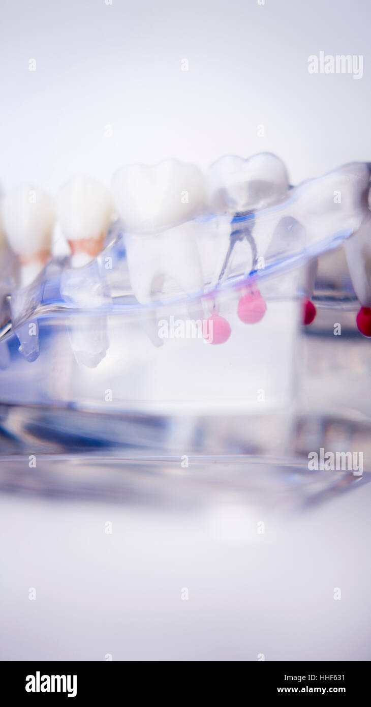 Dentists tooth plastic model used for teaching, learning and patient ...