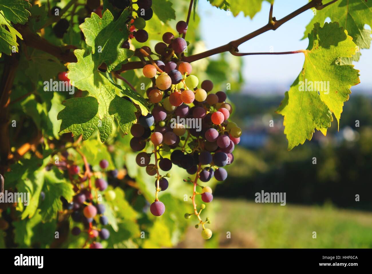 grapes nearing maturity from vienna Stock Photo - Alamy
