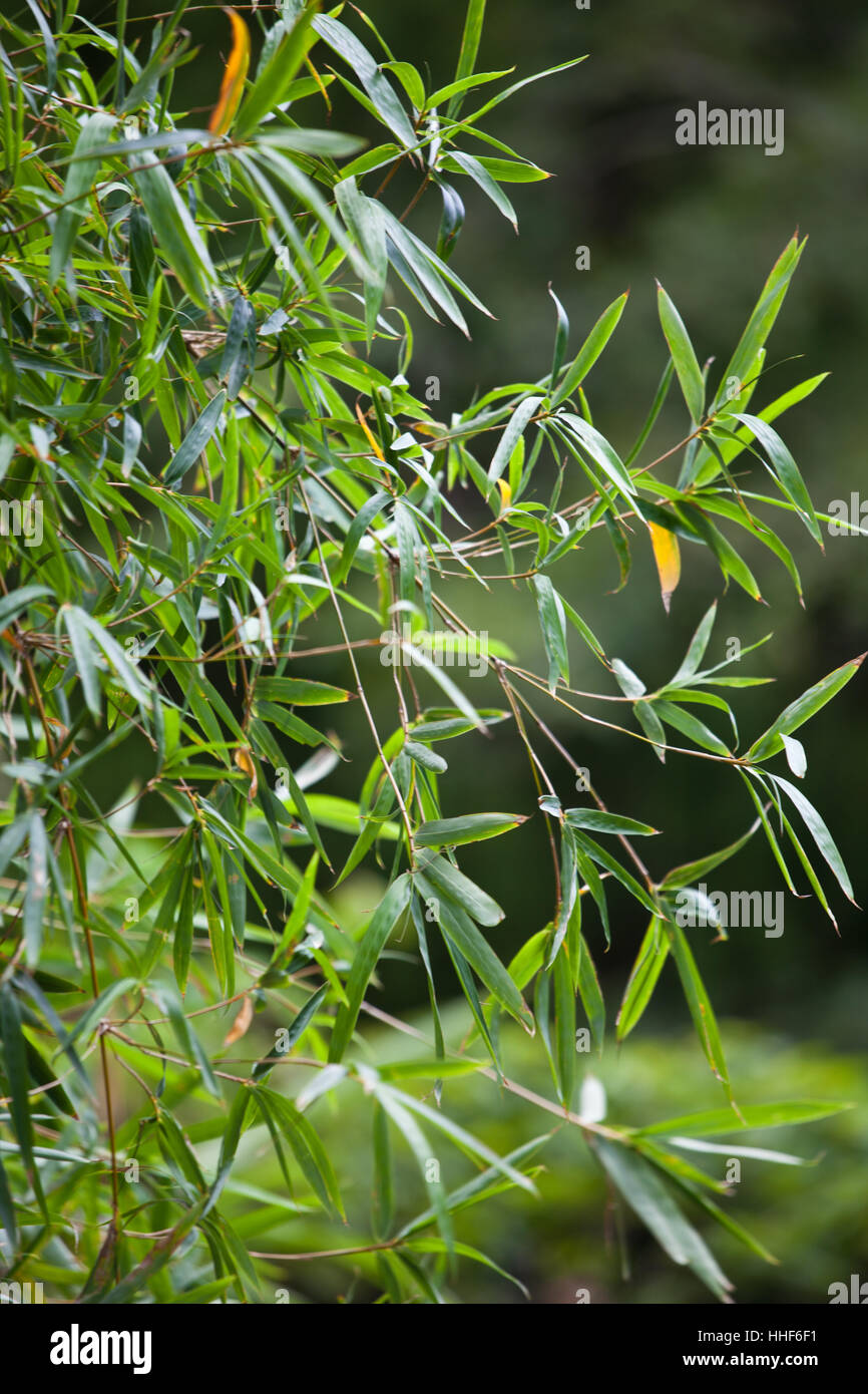 tree, trees, green, asia, bamboo, bush, meadow, grass, lawn, forest ...
