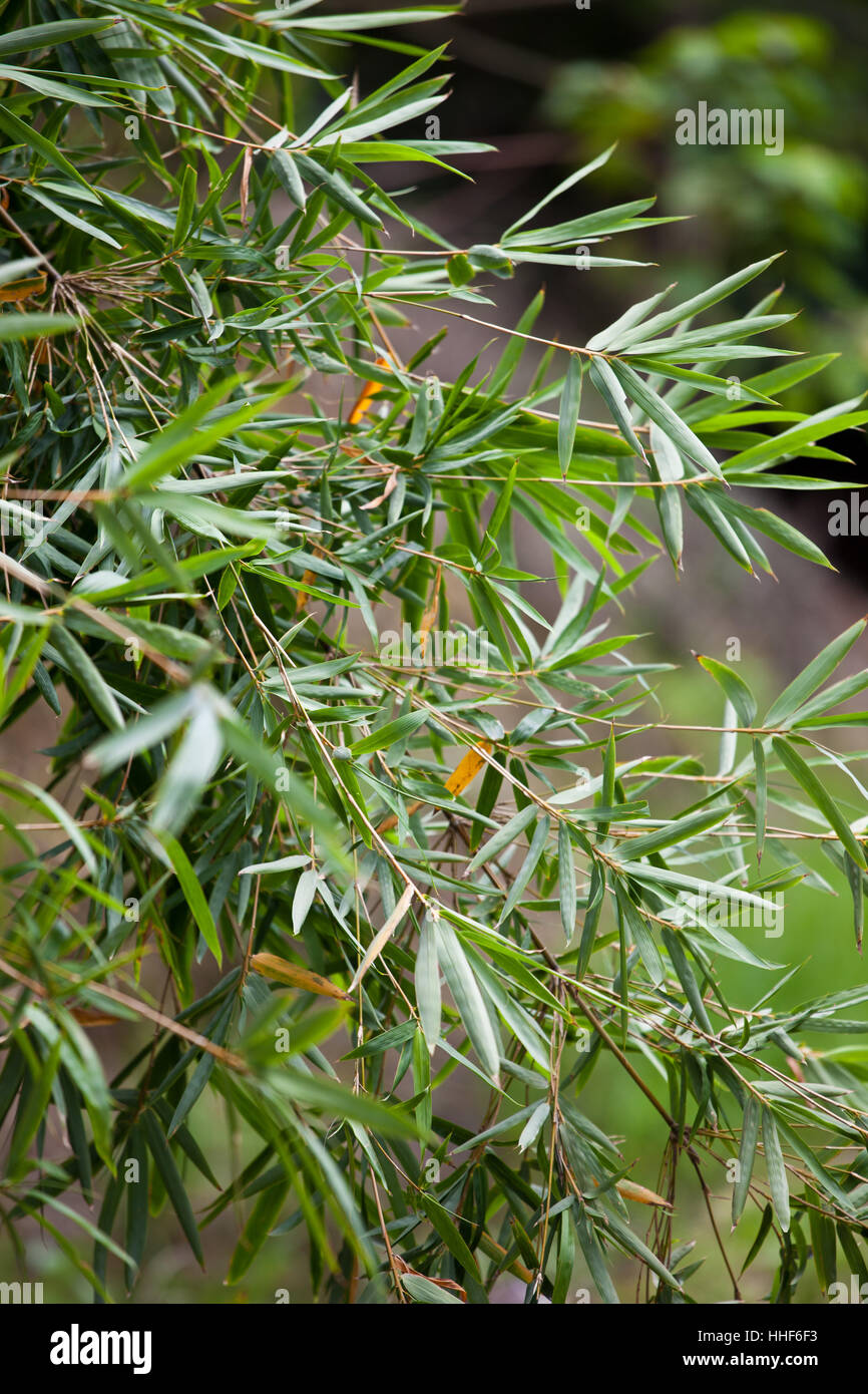 tree, trees, green, asia, bamboo, bush, meadow, grass, lawn, forest ...