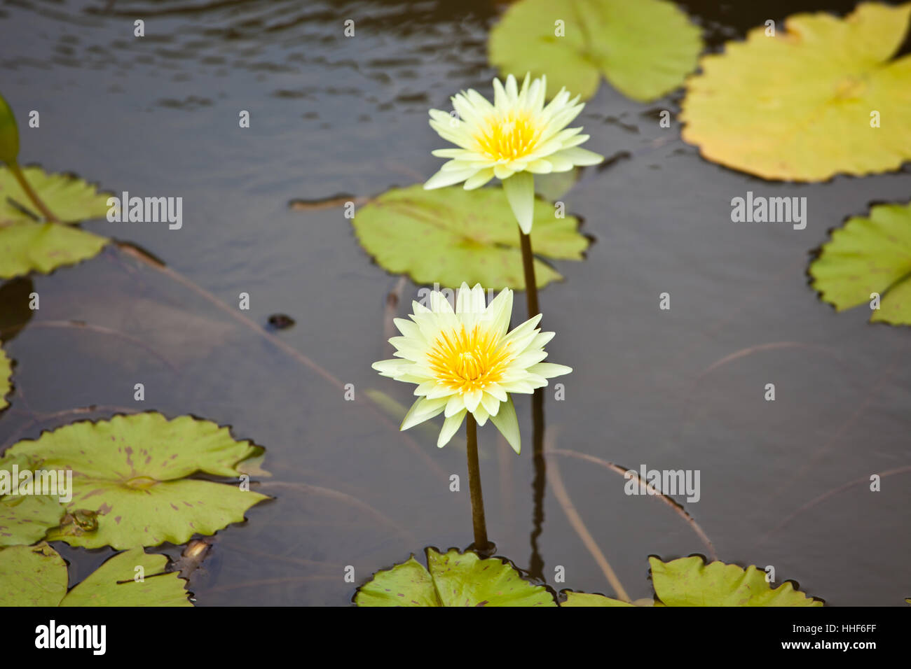blue, park, garden, water lily, fresh water, pond, water, gardens, salt ...