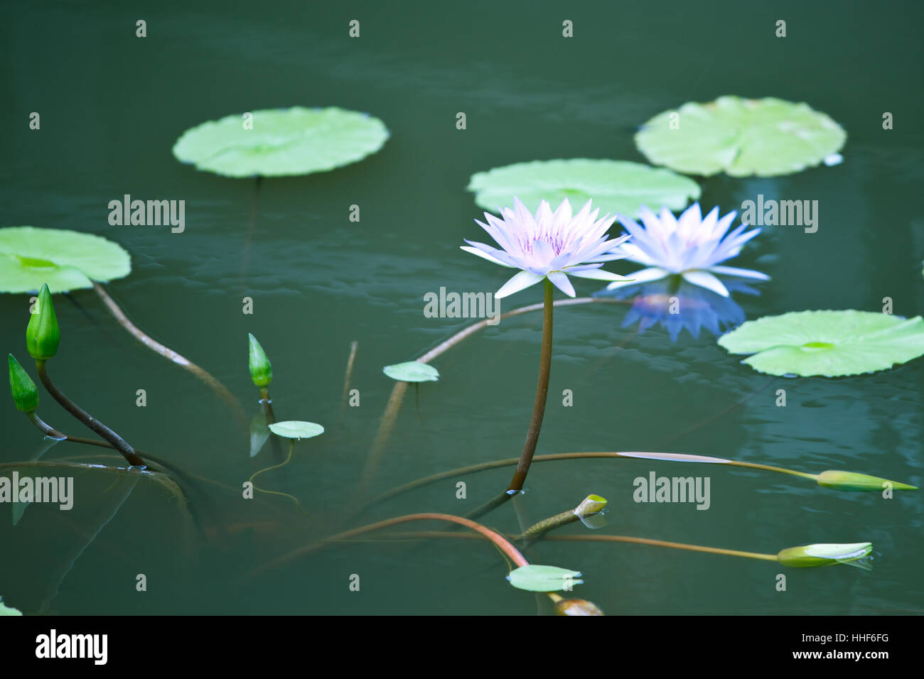 blue, park, garden, water lily, fresh water, pond, water, gardens, salt ...