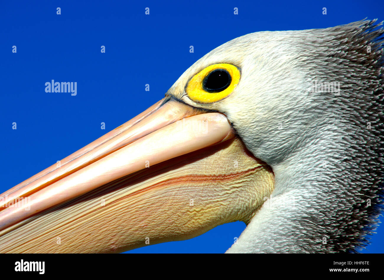 Pelikanportrait hi-res stock photography and images - Alamy
