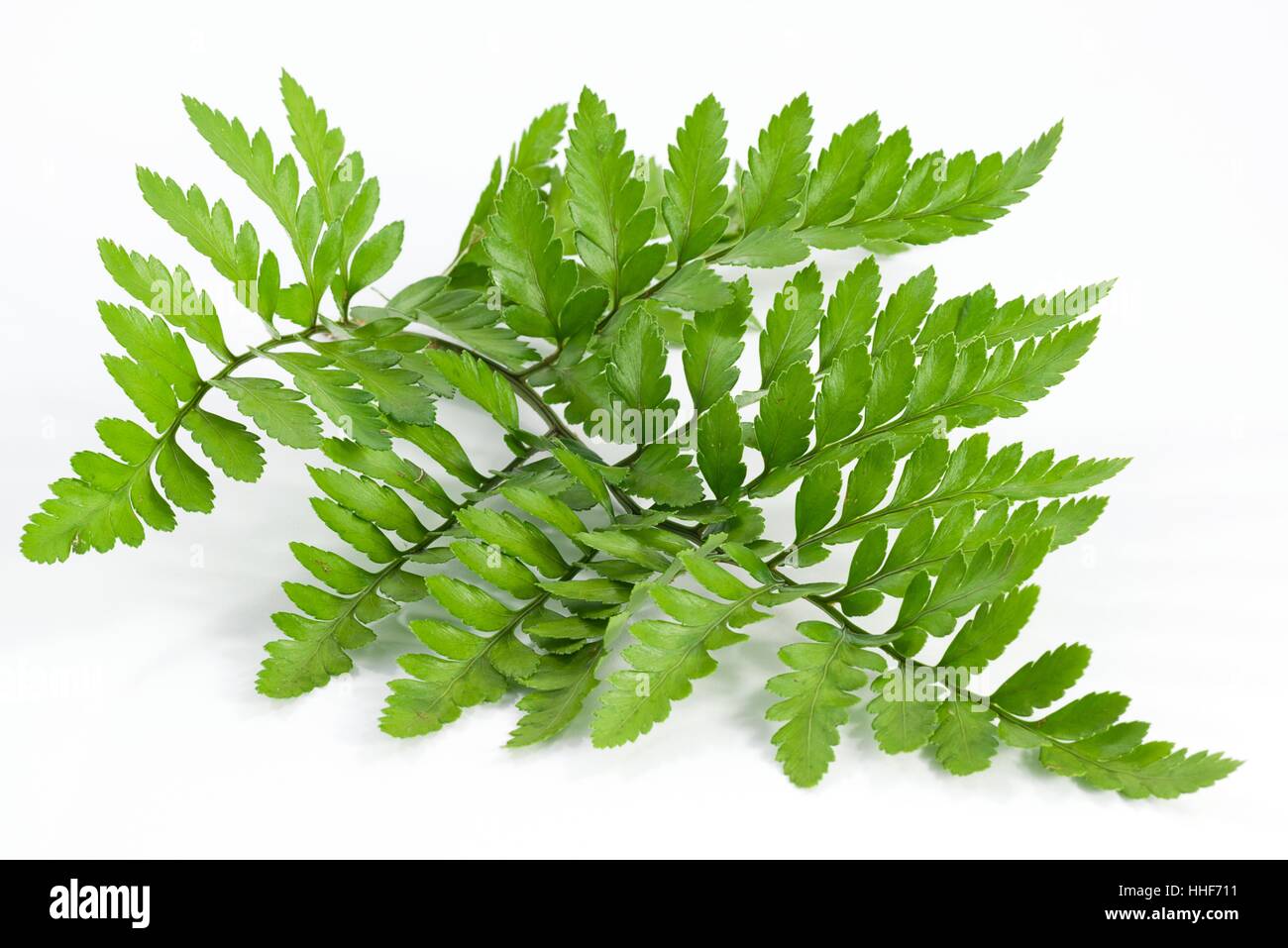 Sumptuous flowers hi-res stock photography and images - Alamy