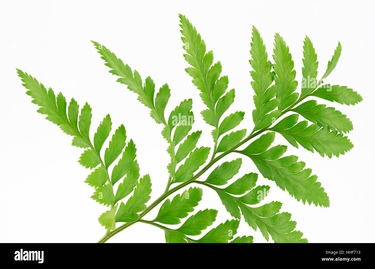 flower, flowers, plant, branch, fern, nature, object, single ...