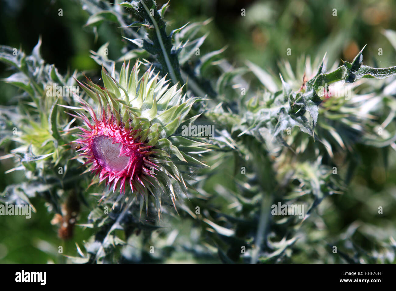 thistle - nodding thistle - bisamdistel Stock Photo - Alamy