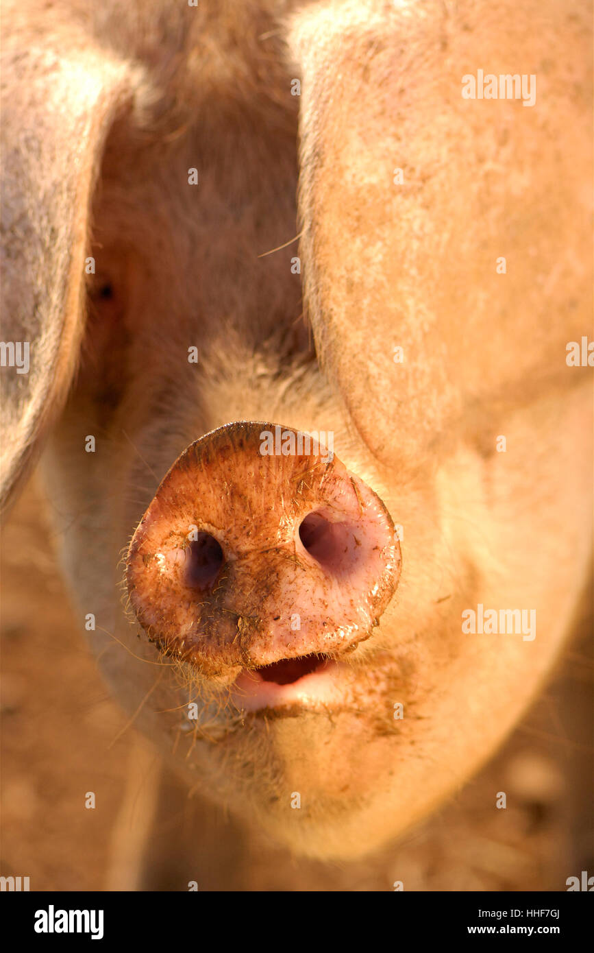 Pig with floppy ears hi-res stock photography and images - Alamy