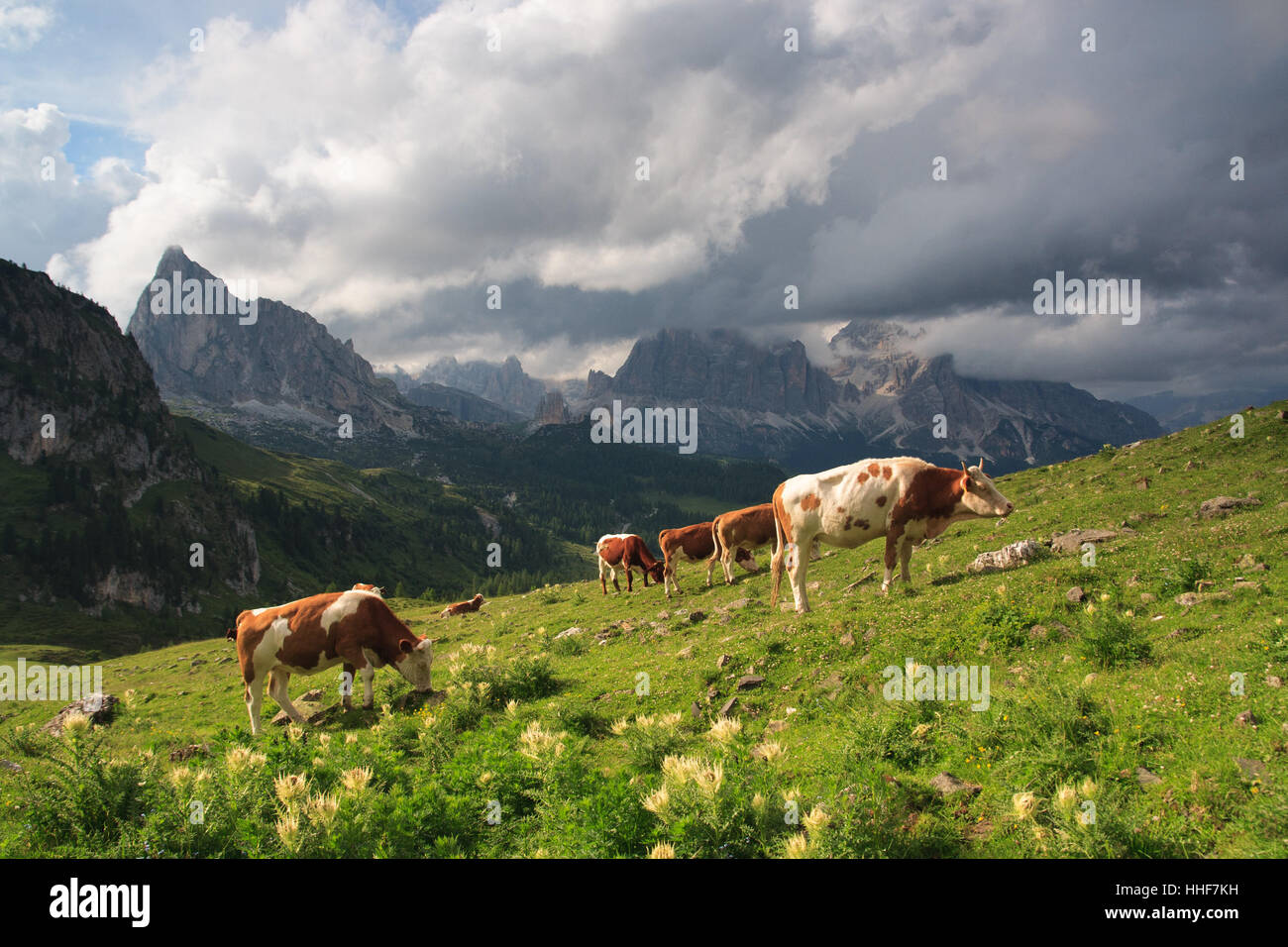 hill, mountains, stone, mammal, dolomites, animals, alps, summer ...