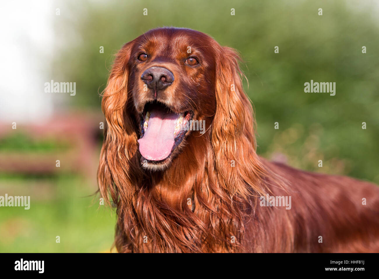 animal, pet, tongue, summer, summerly, dog, irish, setter, meadow ...