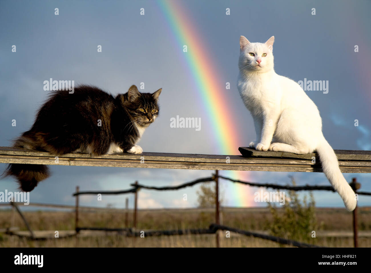 colour, animal, pet, cloud, field, rainbow, landscape, scenery ...