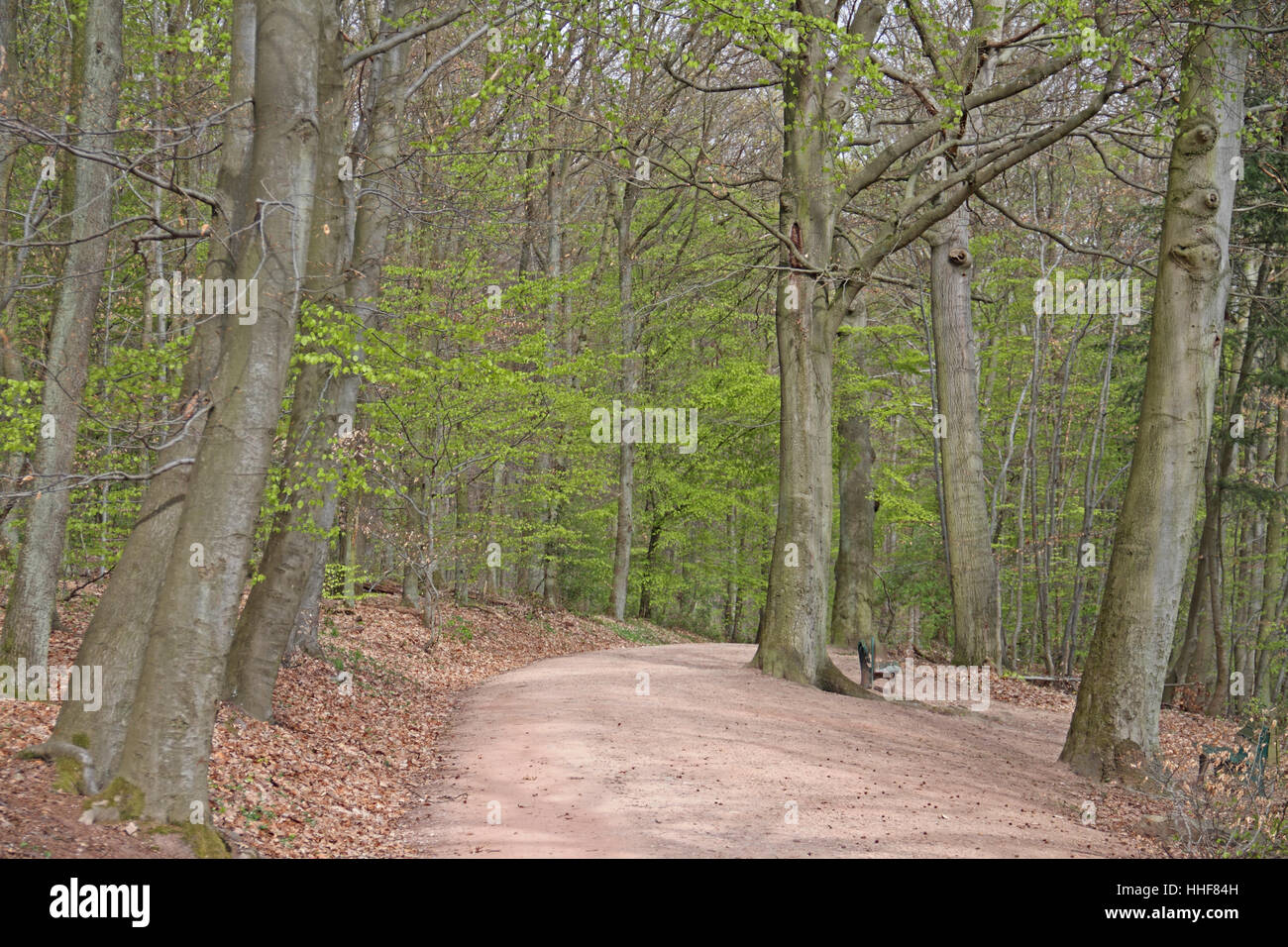 environment, enviroment, relaxation, tree, green, hike, go hiking ...