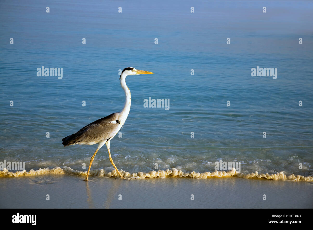 walk, go, going, walking, travel, horizon, animal, bird, heaven ...