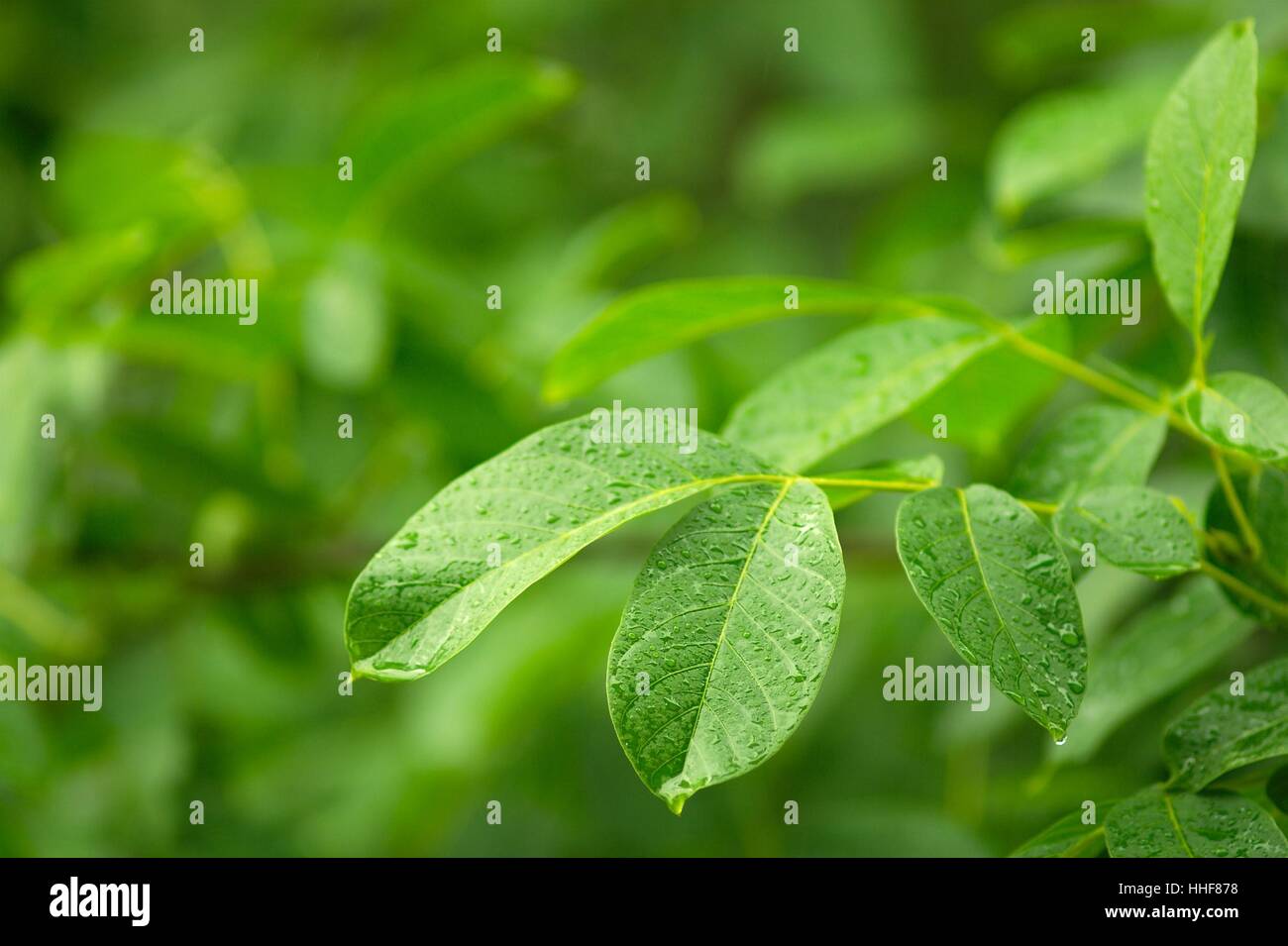 Wet leaves of a tree in rain Stock Photo - Alamy