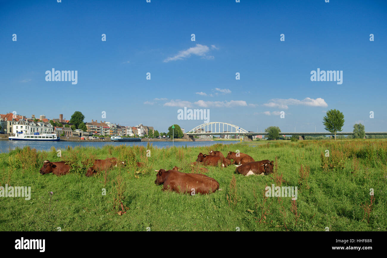 brown, brownish, brunette, netherlands, cow, farm, landscape, scenery ...