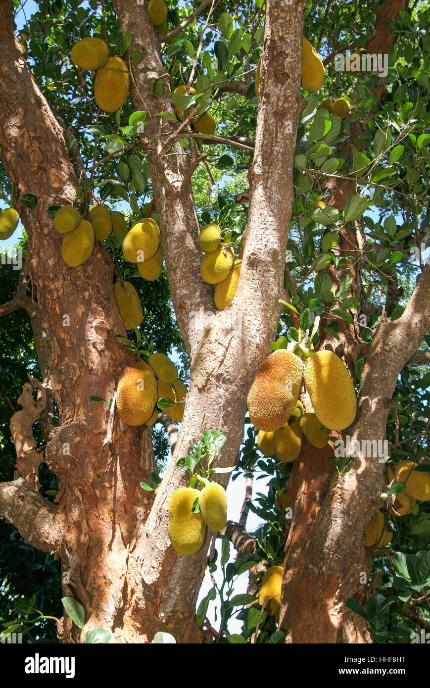 Jackfruit on the tree. Exotic big fruit with strange smell Stock Photo ...