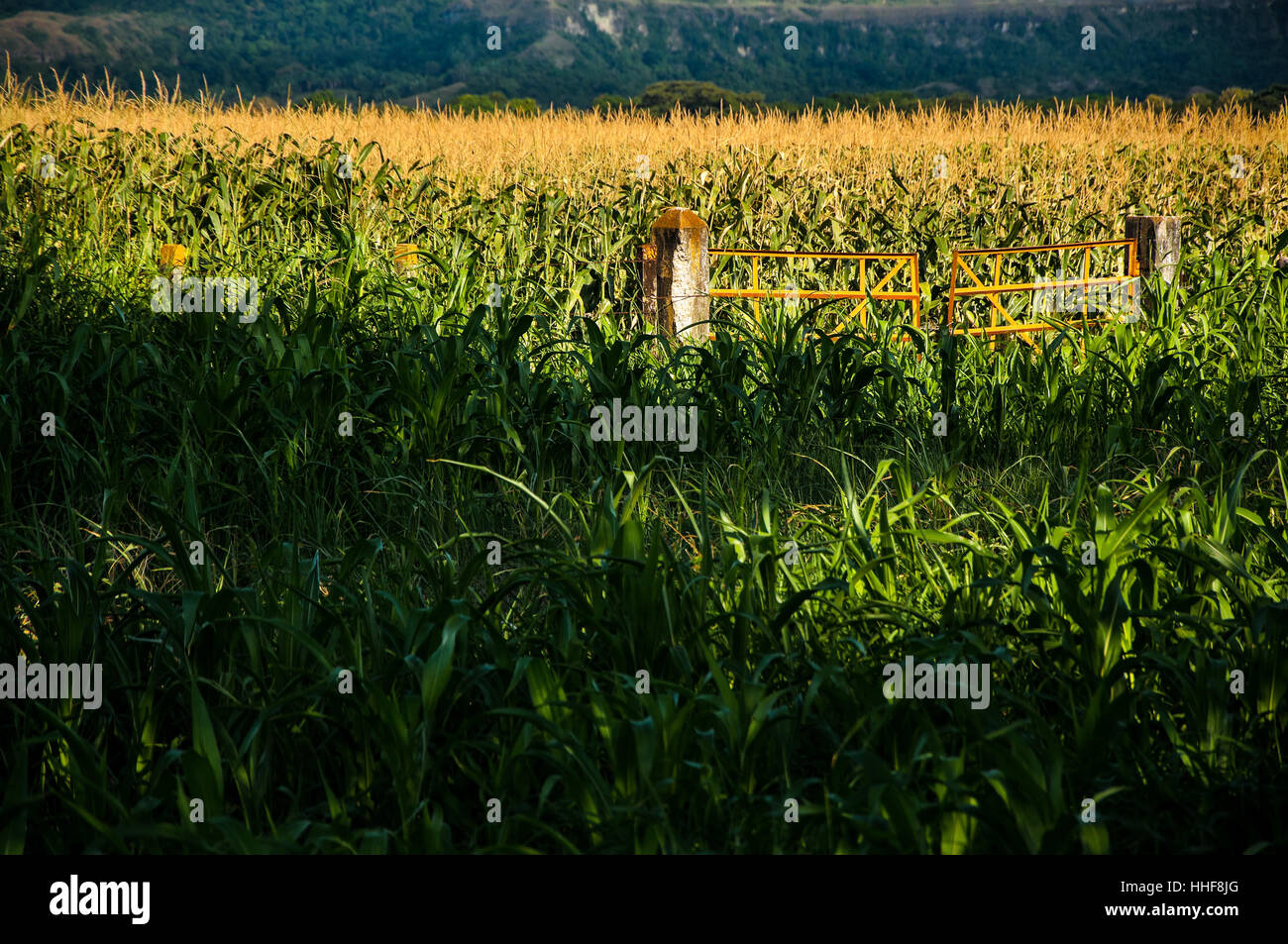agriculture, farming, farm, corn, cornfield, rural, lawn, green ...
