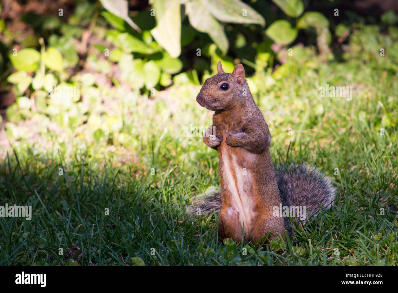 Just a friendly little squirrel that wanted his picture taken Stock ...