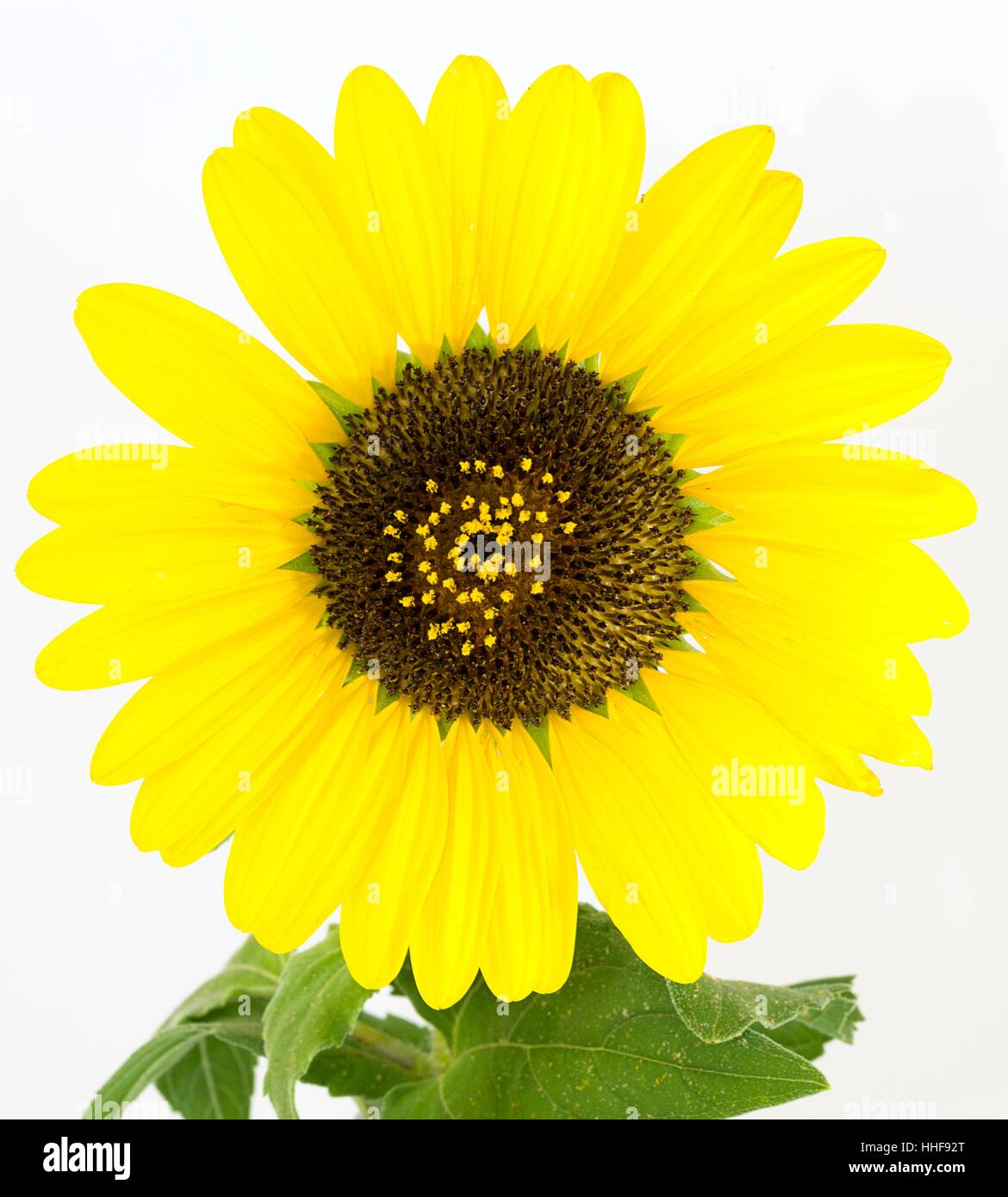 flower, plant, flowers, sunflower, beautiful, beauteously, nice, object ...