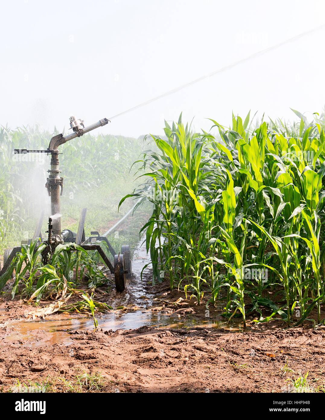 field, fields, nature, tree, trees, ground, soil, earth, humus, tourism ...