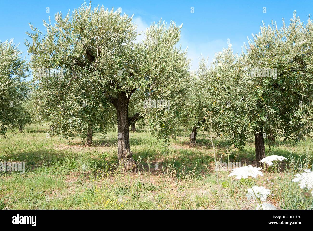 tree, trees, field, olive, olives, cultivate, plant, implant, still ...