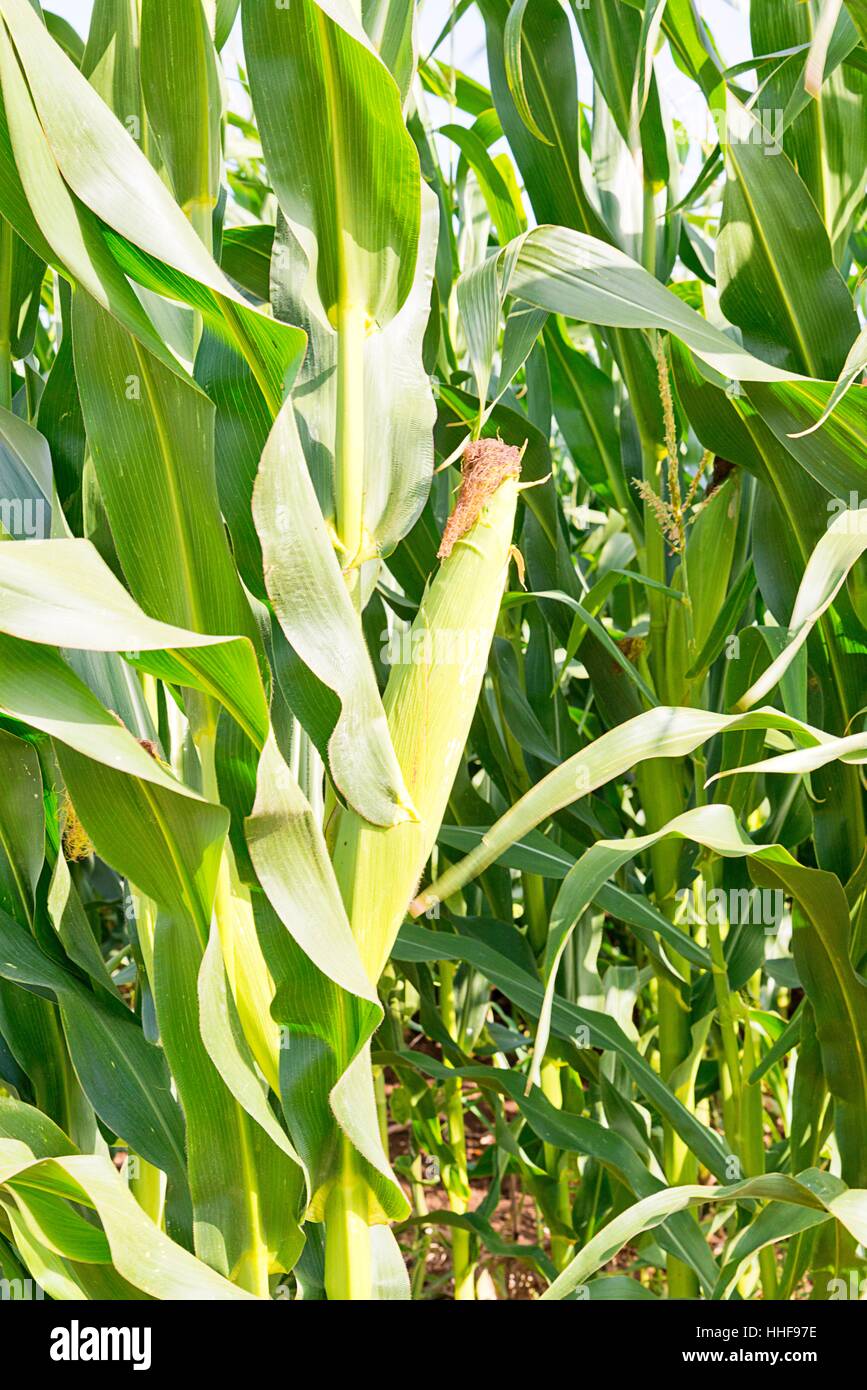 agriculture, farming, field, corn, corncob, tree, trees, ground, soil ...