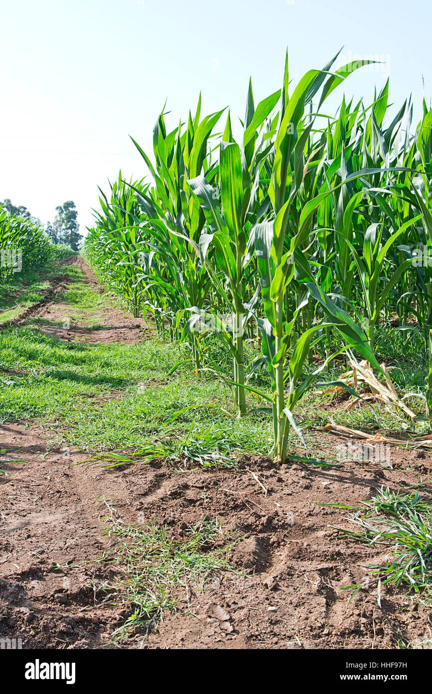 agriculture, farming, field, corn, corncob, tree, trees, ground, soil ...