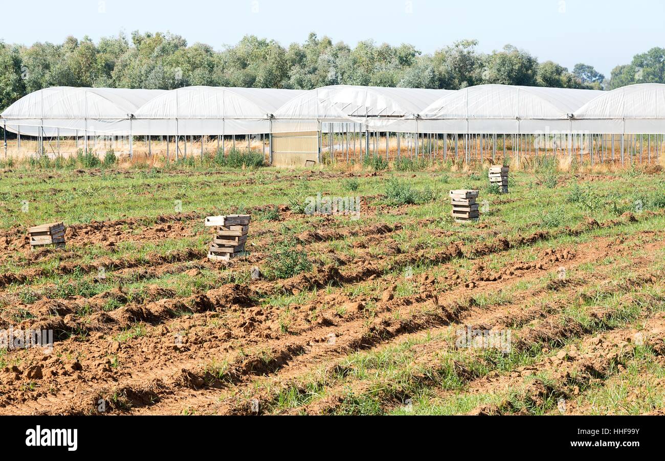 agriculture, farming, field, ground, soil, earth, humus, agriculture ...