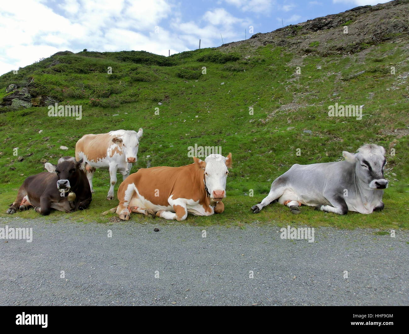 cow, cows, udder, path, way, meadow, firmament, sky, mountain, grass ...