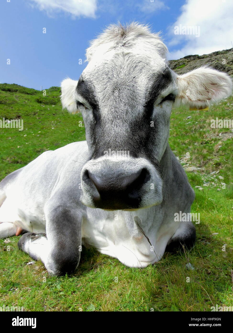 cow in closeup Stock Photo - Alamy