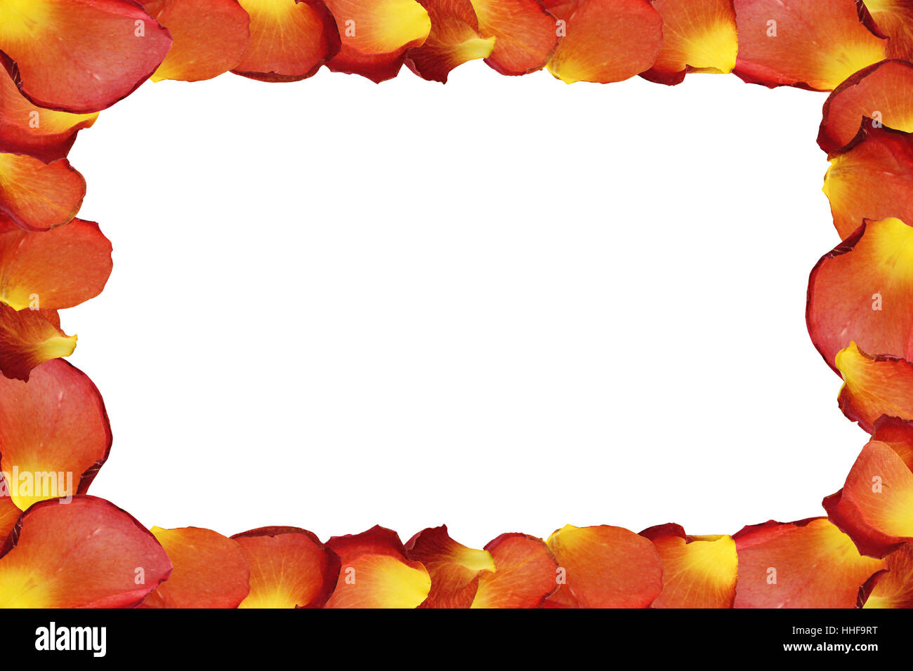 rose sheets, border, frame, framework, friendship, macro, close-up ...