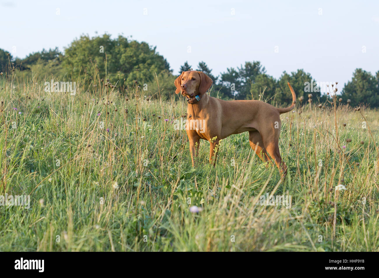 Jagdhung hi-res stock photography and images - Alamy