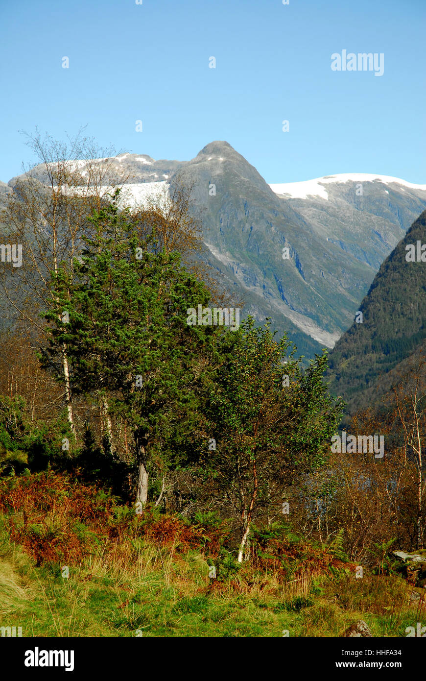 tree, trees, norway, glacier, snow, mountain, tree, trees, mountains ...