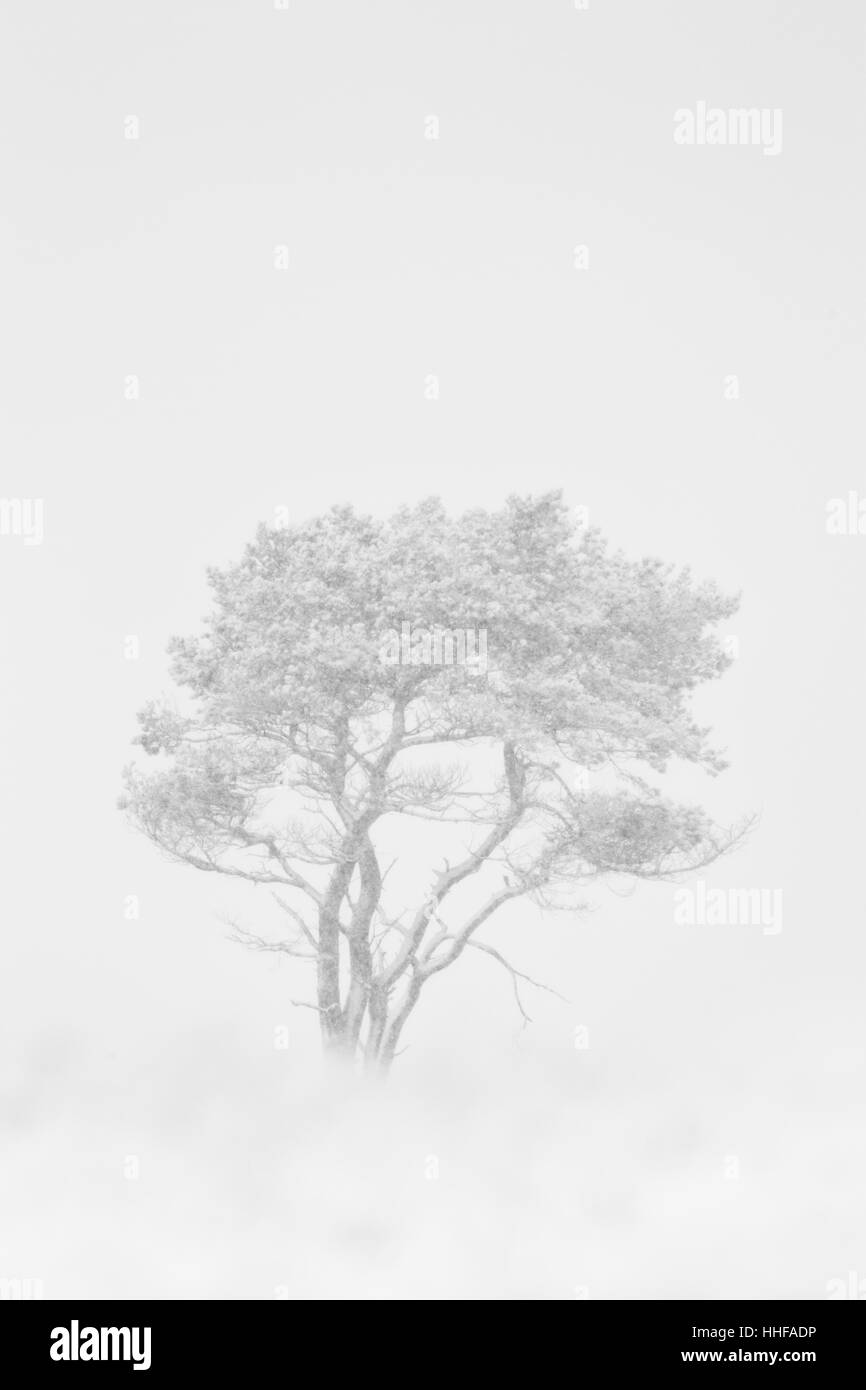 B&W Silver birch tree, Latin name Betula pendula, in a snow storm Stock ...