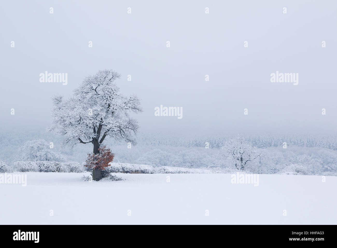 Winter trees, hedges and field covered in snow Stock Photo - Alamy