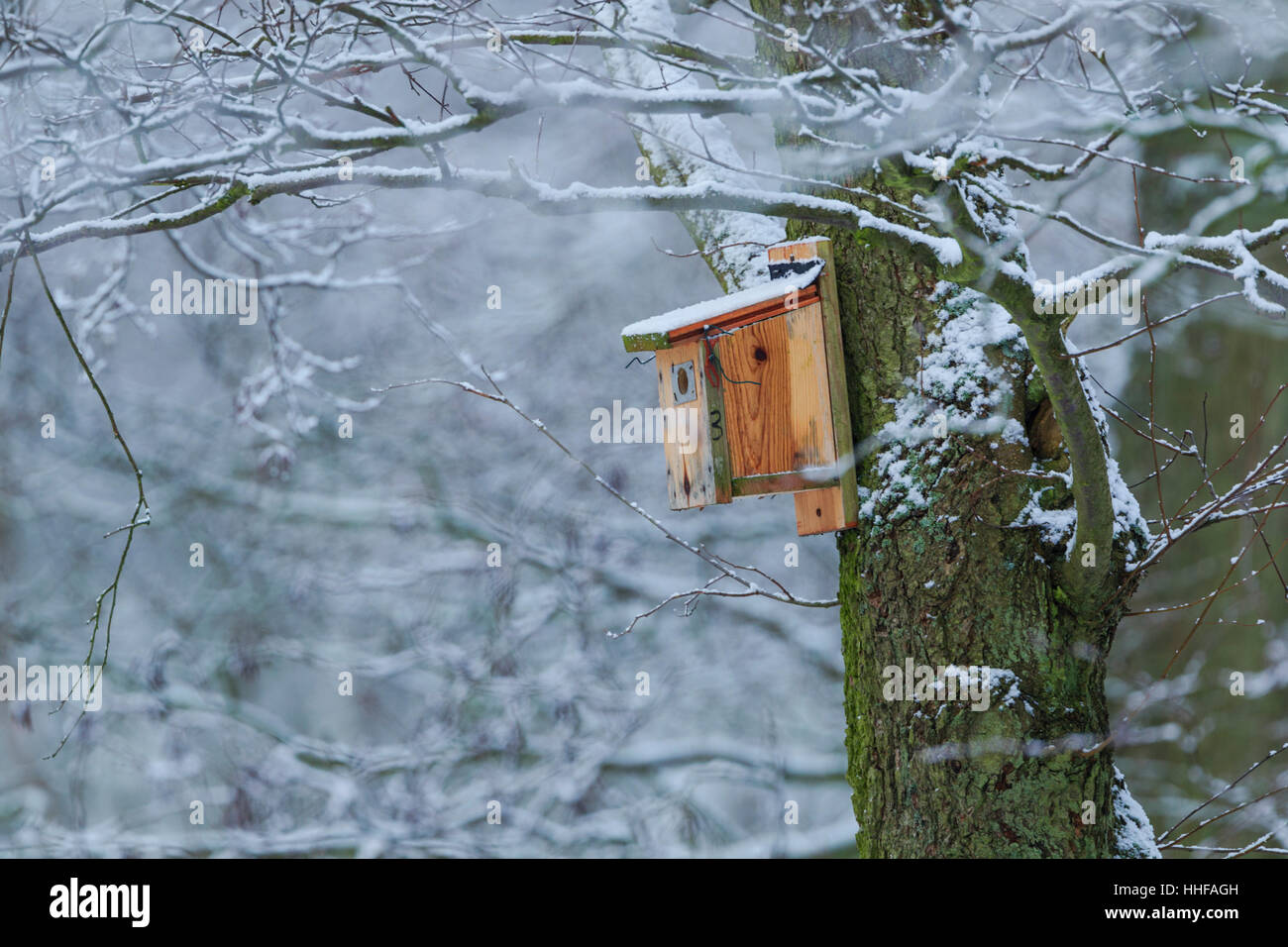 Bird box designed for small birds and fitted with a metal plate to ...