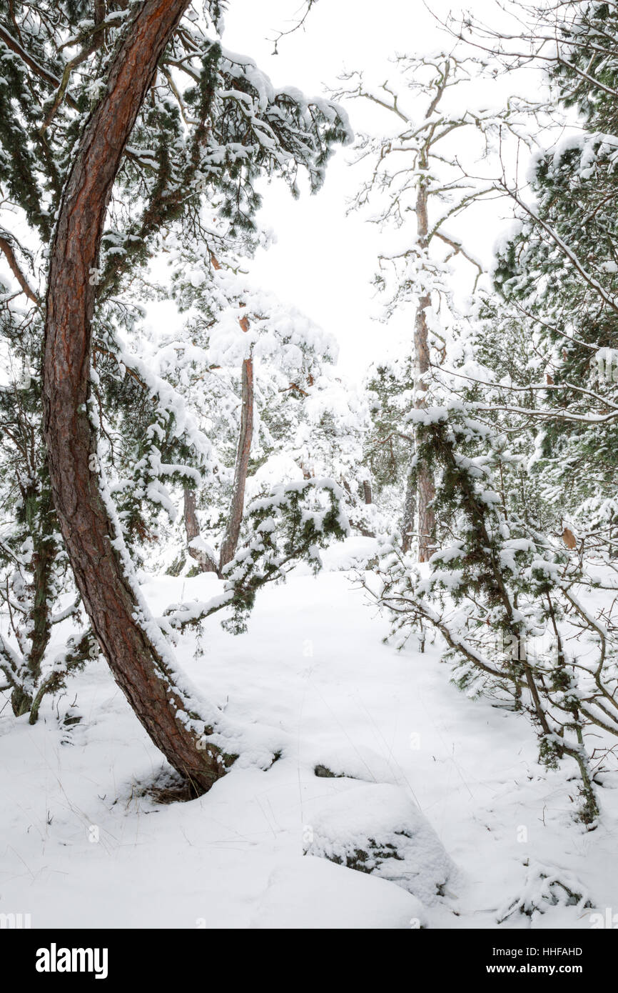 Norway spruce trees, Latin name Picea abies, covered in snow during ...