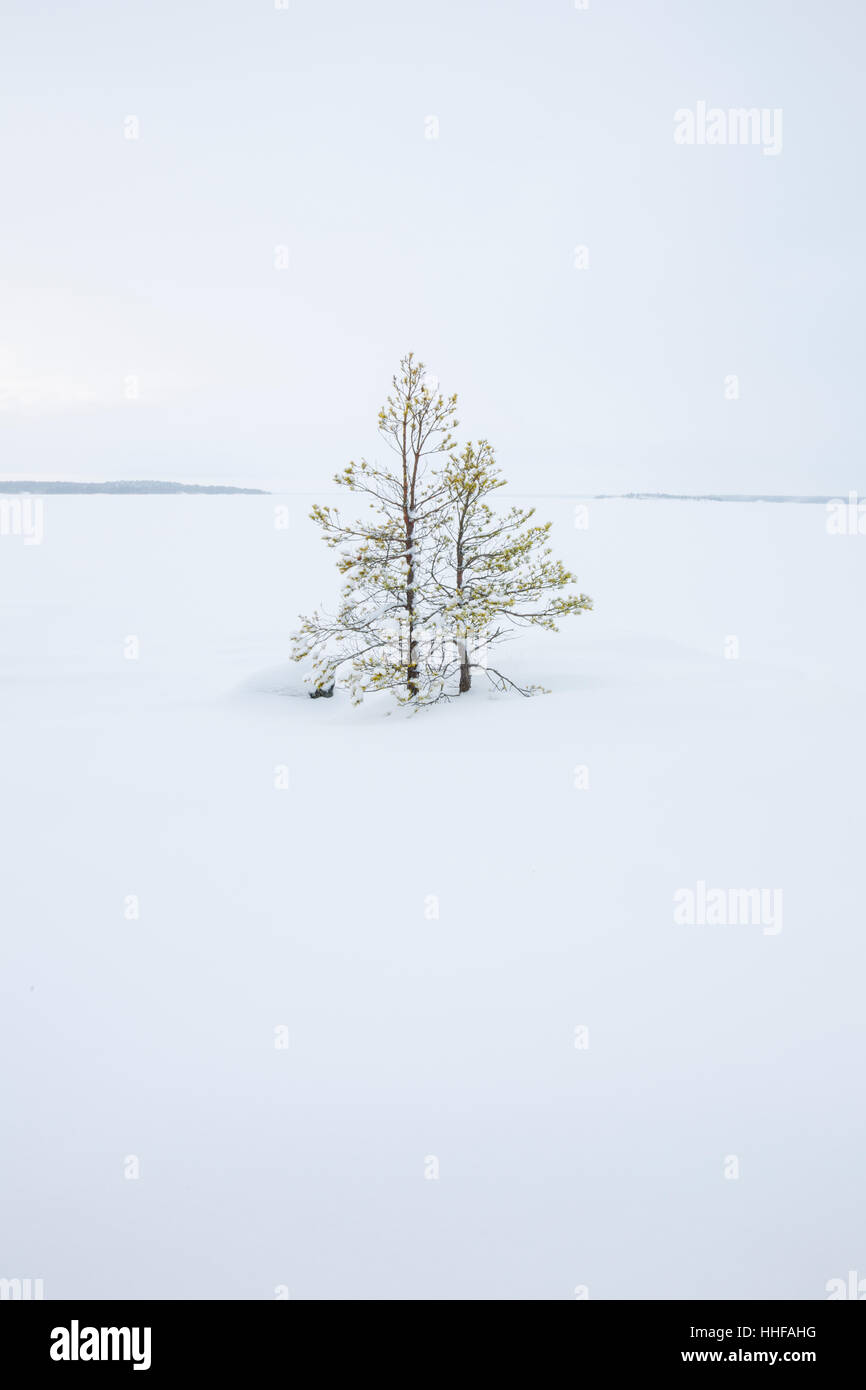 Small spruce trees in snow during winter. Looking over frozen and snow ...