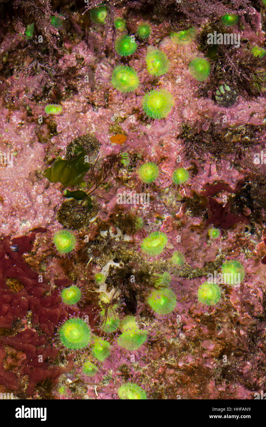 Juwelenanemone hi-res stock photography and images - Alamy