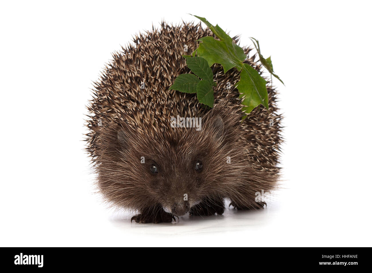 animal, mammal, wild, pets, rodent, fur, hairy, small, tiny, little ...