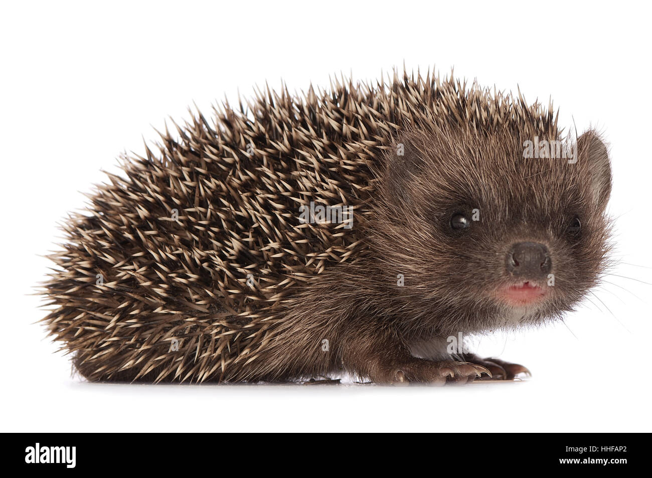animal, mammal, wild, pets, rodent, fur, hairy, small, tiny, little ...
