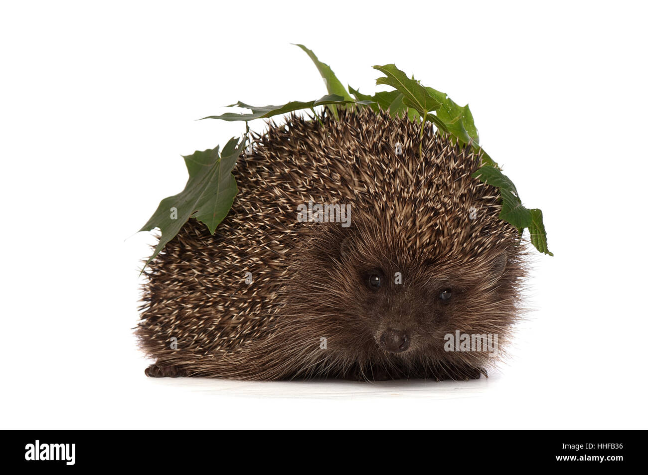 leaf, animal, mammal, wild, pets, rodent, fur, hairy, small, tiny ...