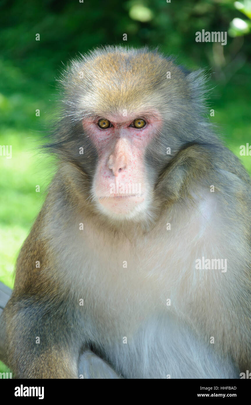 monkey, advent, look, glancing, see, view, looking, peeking, looking at ...