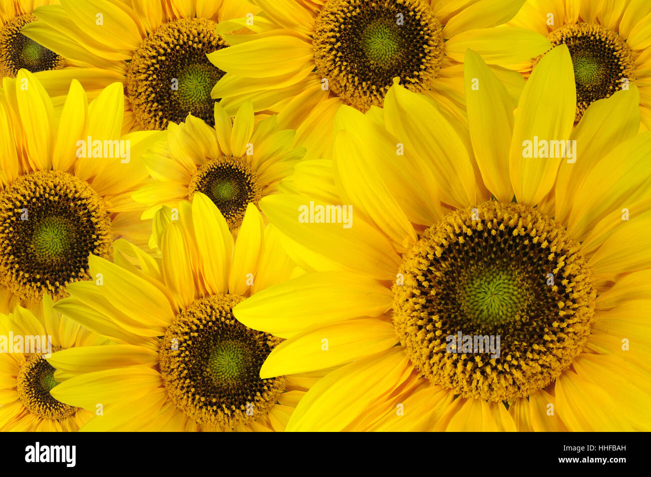 bloom, blossom, flourish, flourishing, flower, flowers, plant, flora ...