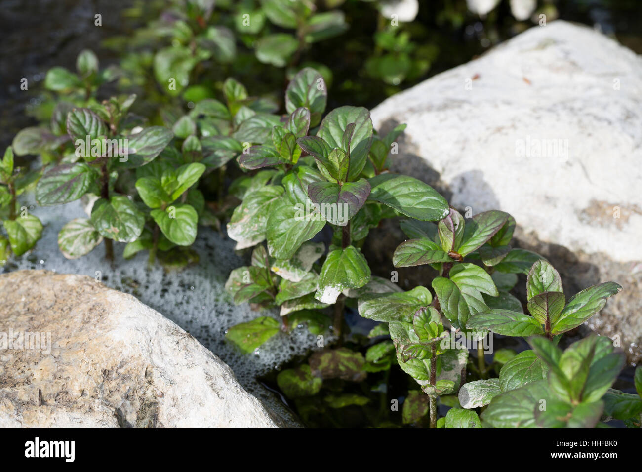 Water Mint Menthe Aquatica Stock Photos & Water Mint Menthe Aquatica ...