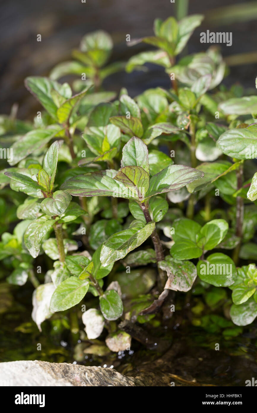 Water mint menthe aquatica hi-res stock photography and images - Alamy
