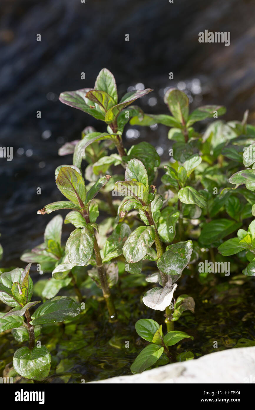 Spice herb mentha hi-res stock photography and images - Alamy