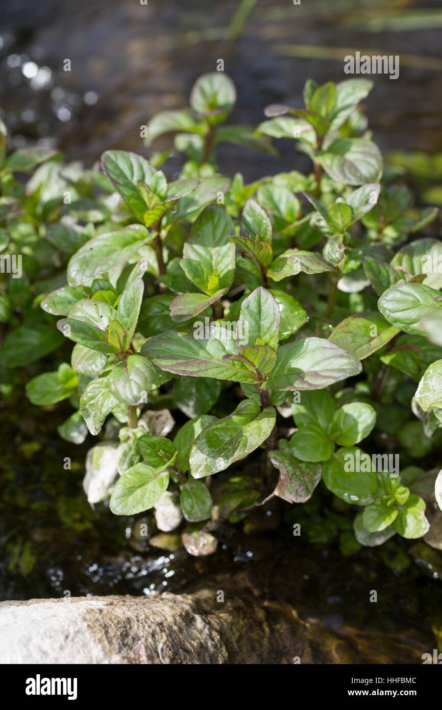 Water mint menthe aquatica hi-res stock photography and images - Alamy