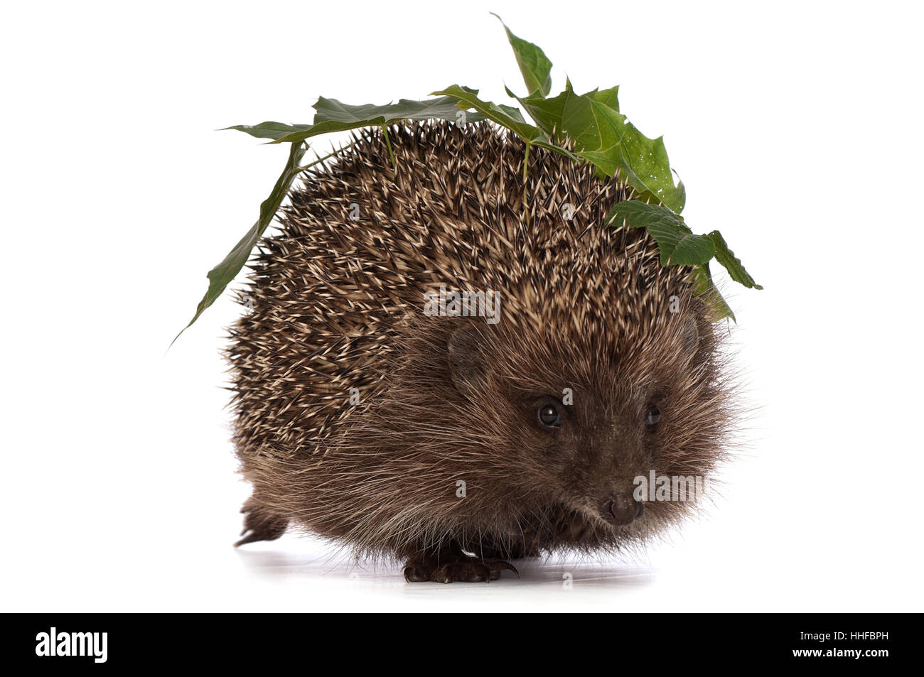 animal, mammal, wild, pets, rodent, fur, hairy, small, tiny, little ...