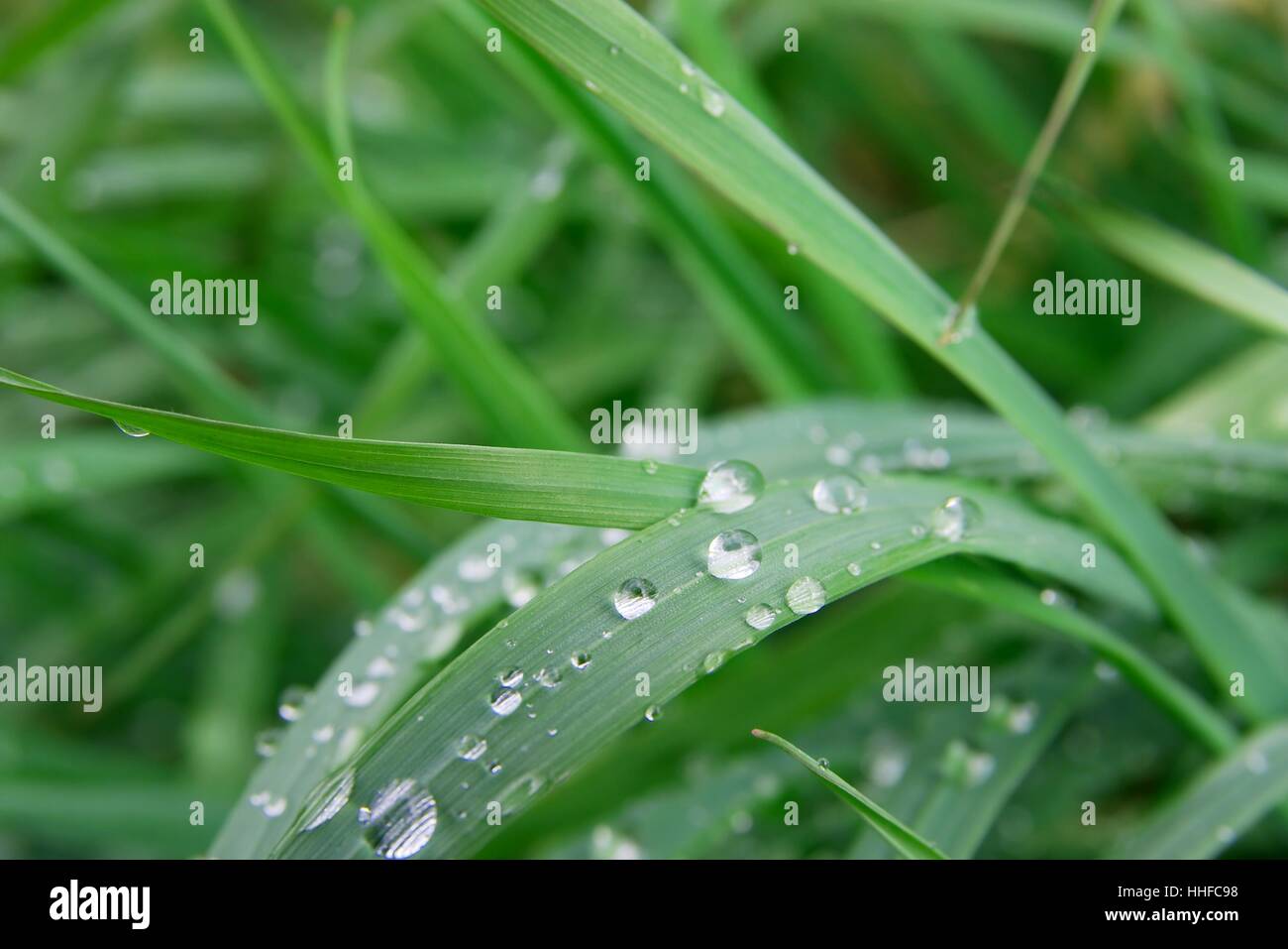 environment, enviroment, closeup, meadow, grass, lawn, green, nature ...